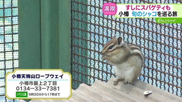 春のシャコを食べつくし！小樽でシャコづくしの旅 ｜ 特集 ｜ どさんこワイド179 ｜ テレビ ｜ STV札幌テレビ